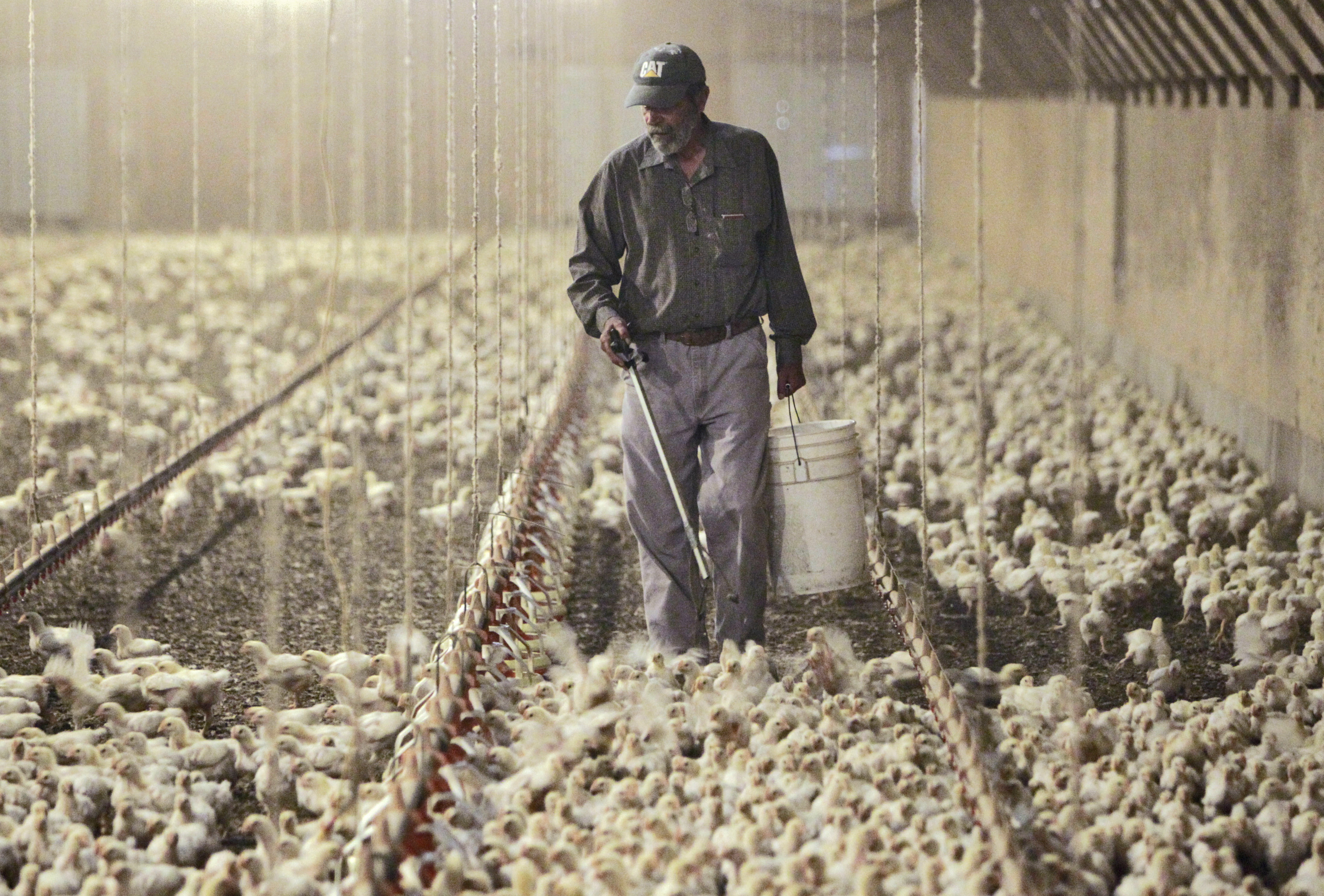 L'aviculture européenne craint l'accord UE-Etats-Unis | bilaterals.org