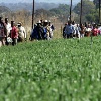 ICSID tribunal orders Zimbabwe to return expropriated farms ...